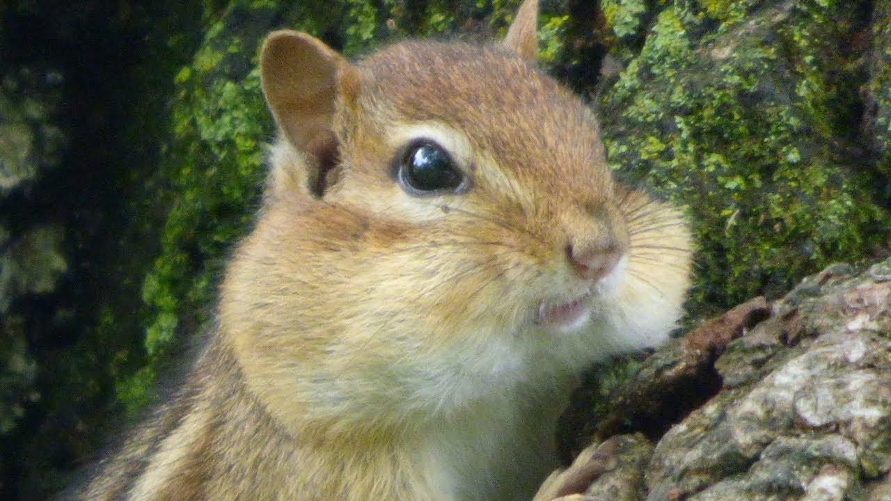 Chipmunk - over a minute with a chipmunk with puffy cheeks #wildlife # ...