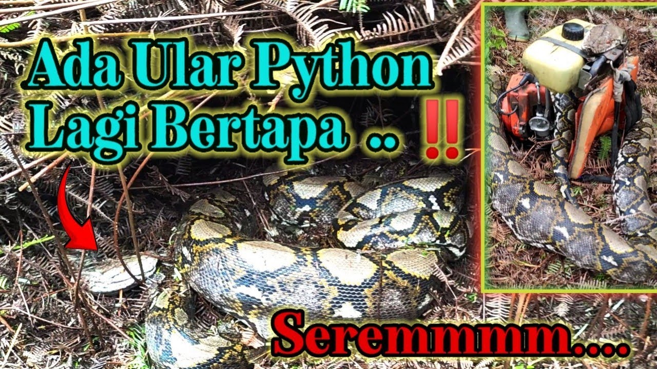 Detik-Detik Ular Python Monster Tiba-Tiba Muncul Dan Tersabet Pisau ...