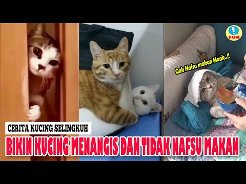 KUCING LUCU BANGET !! Video Kucing Ketahuan Selingkuh Bikin Omen Menangis  Dan Tidak Nafsu Makan.