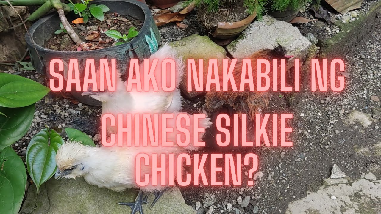 Saan ako nakabili ng Silkie Chicken? | Luzon, Philippines - YouTube