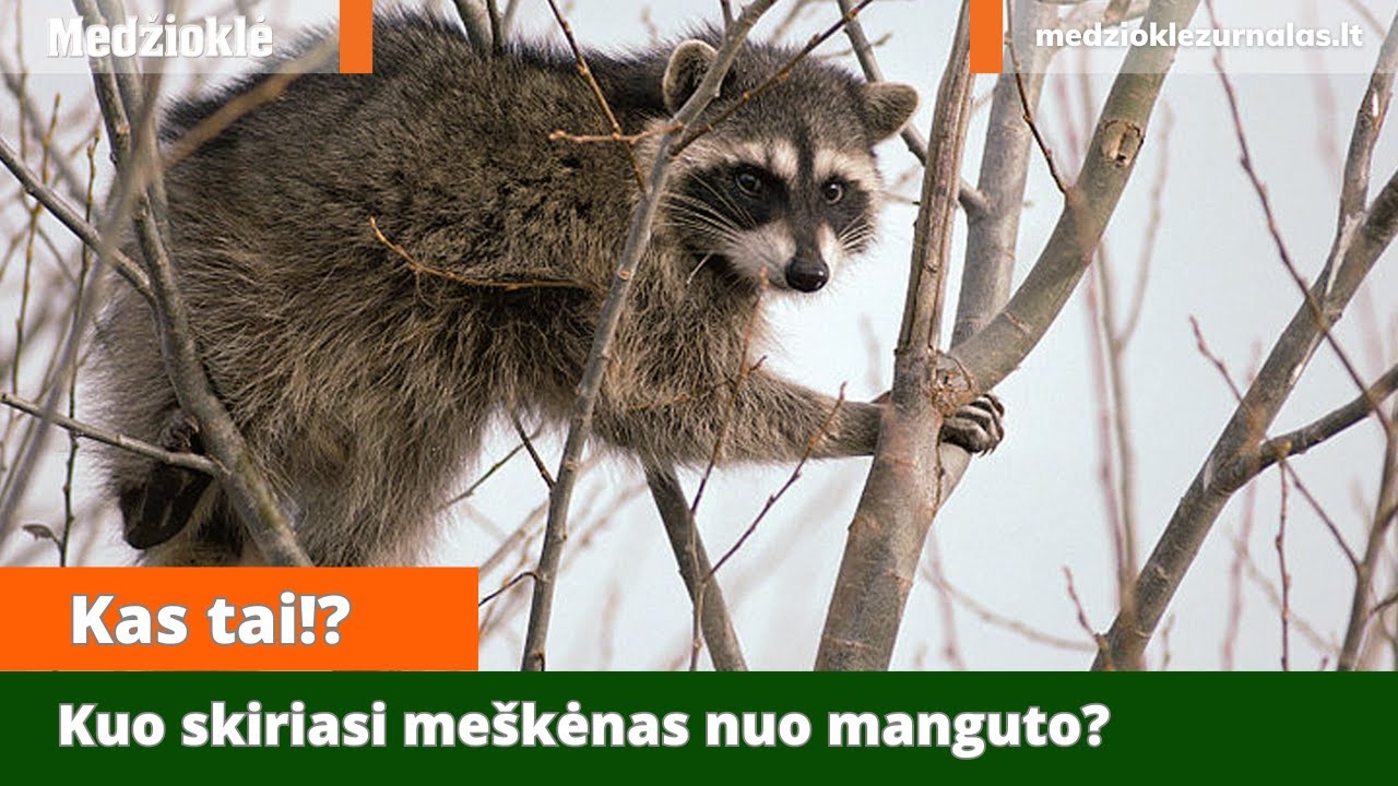 Žiūrėkite iki pabaigos! Kas yra paprastasis jenotas ir kaip jį sugauti ...