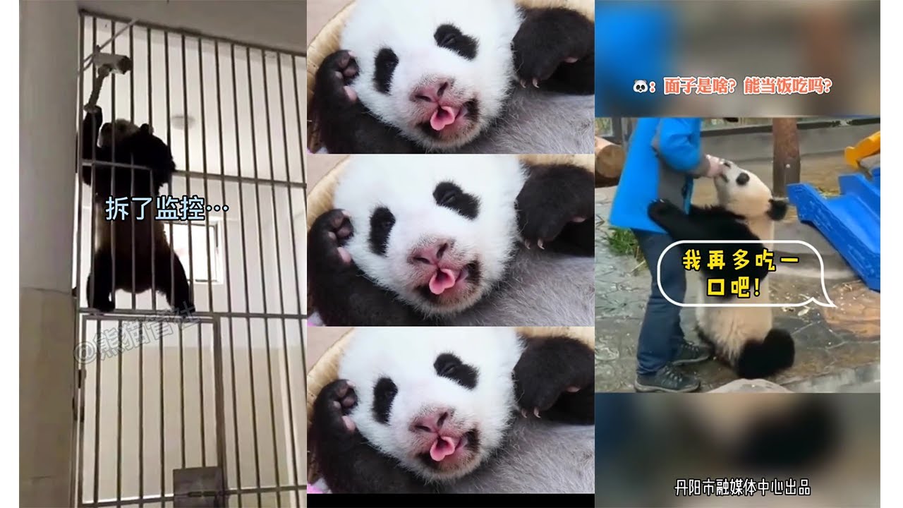 【TIK TOK 抖音】panda escape - YouTube