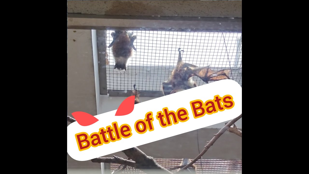 Battle of the Bats - YouTube