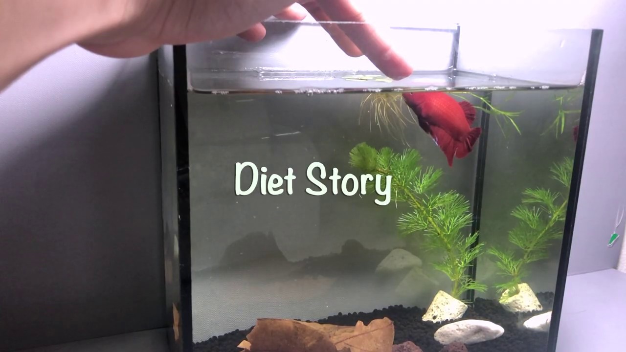 Cá Betta Béo Phì (Fat Betta Fish) - YouTube