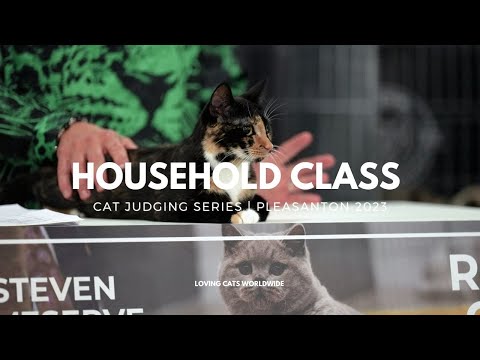 Cat Judging: Household Class Final Pleasanton California