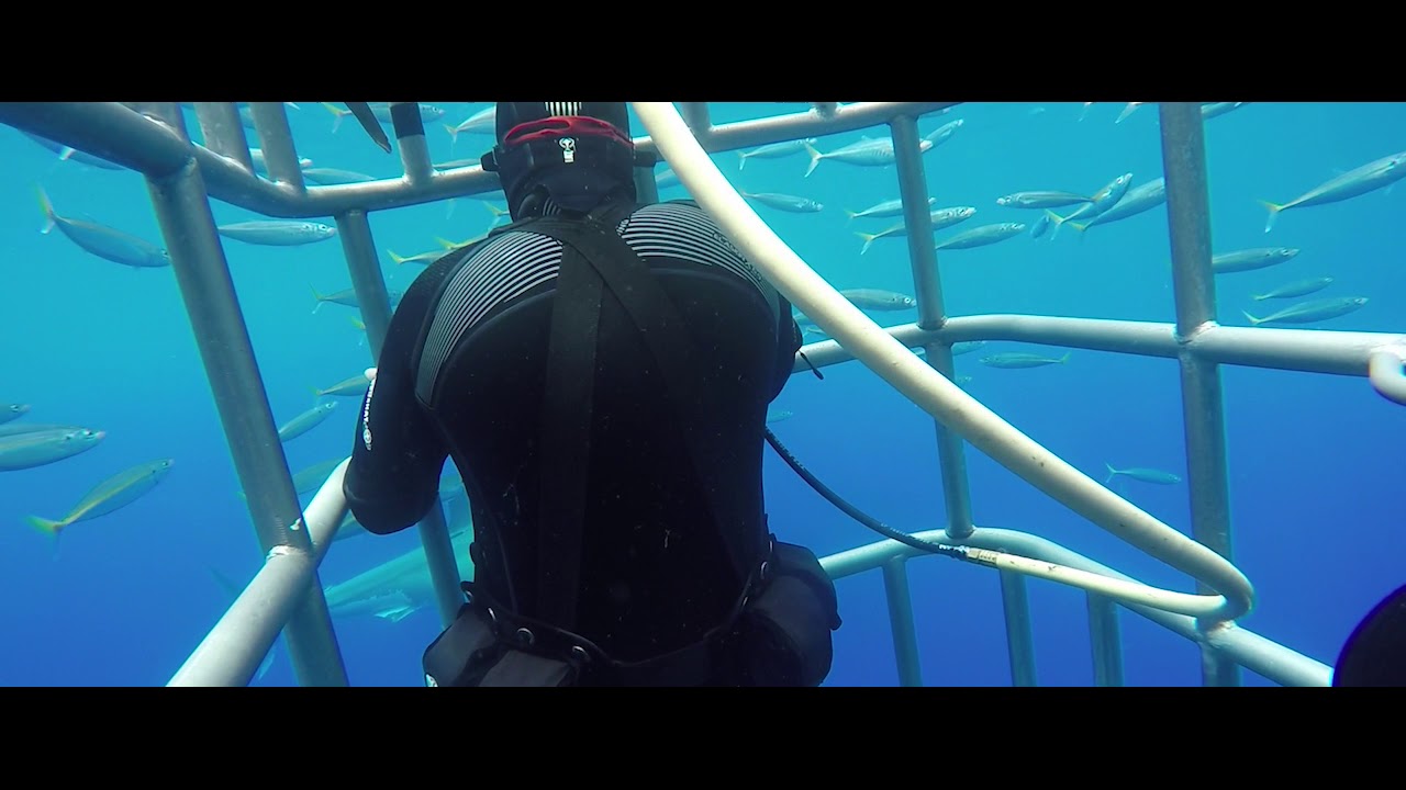 The Shark Express - Great White Shark Diving Mexico - YouTube