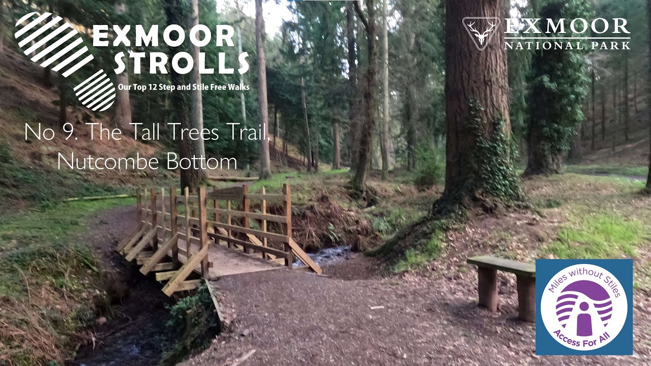 The Tall Trees Trail Nutcombe Bottom Dunster Exmoor Strolls 9 YouTube the-tall-trees-trail-nutcombe-bottom-dunster-exmoor-strolls-9-youtube