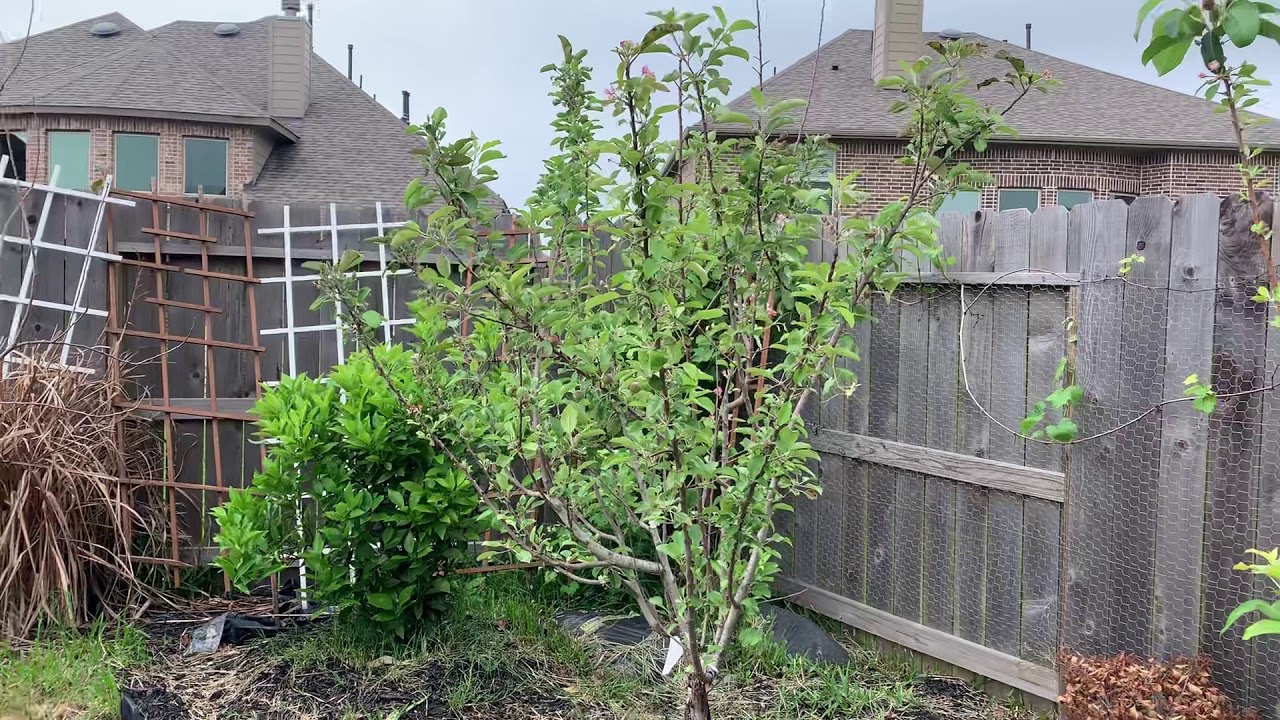 3 varieties of apples growing on one tree|Tree producing fruit in a 2 ...
