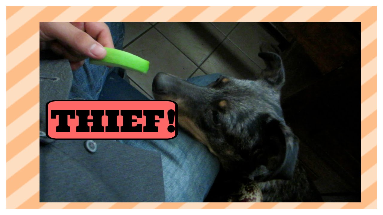 DOG BANDIT(Day 73)*2014-11-11* - YouTube