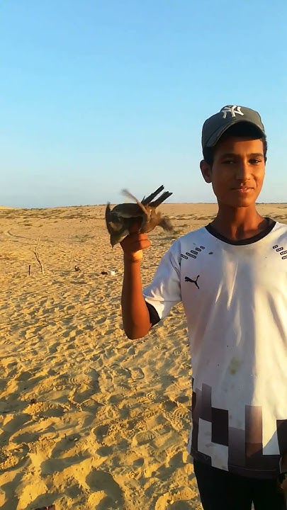 صيد العصافير الصياد عبدالرحمن من موسم الصيد - YouTube