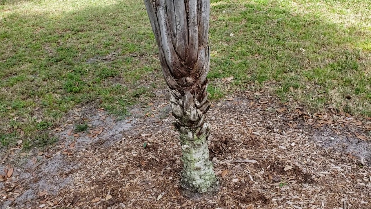 Syagrus schizophylla - The Arikury Palm, Another Once Popular ...