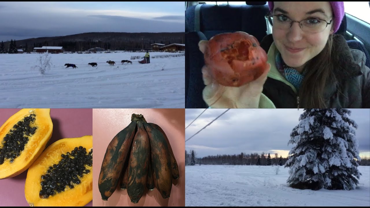 RAW VEGAN in Alaska: what i ate today VLOG (fruitarian style) + Alaskan ...