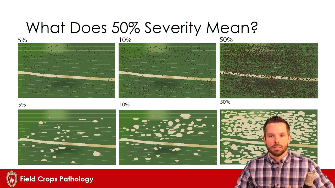 Tar Spot Management on Corn, A Wisconsin Perspective - YouTube