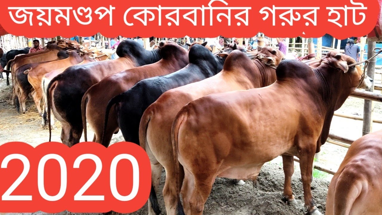 আজ শুক্রবার 24 জুলাই/শুক্রবারের হাটে 2020 কোরবানীর ষাঁড় গরুর দাম জানুন ...