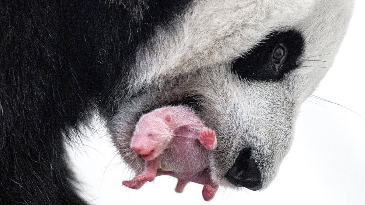 Russia welcomes birth of its first giant panda - YouTube