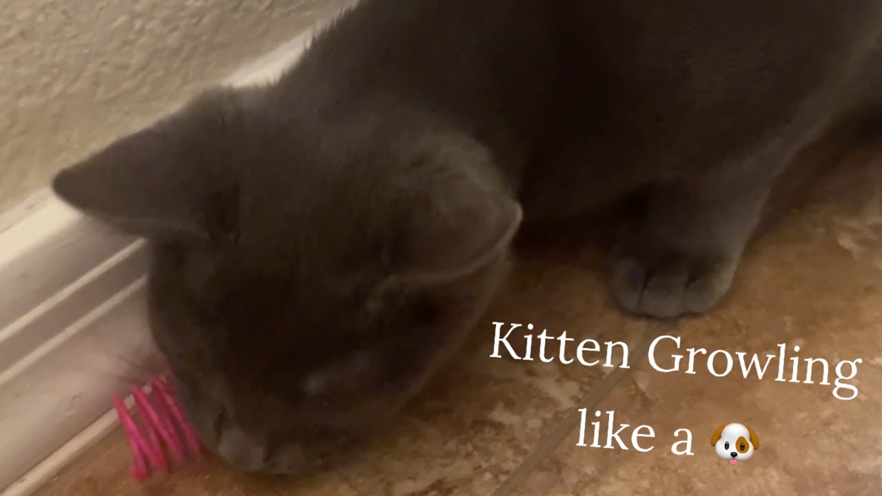 Kitten 🐱 JJ Growling like a 🐶 #cat #catlover #catbehavior #kitten # ...
