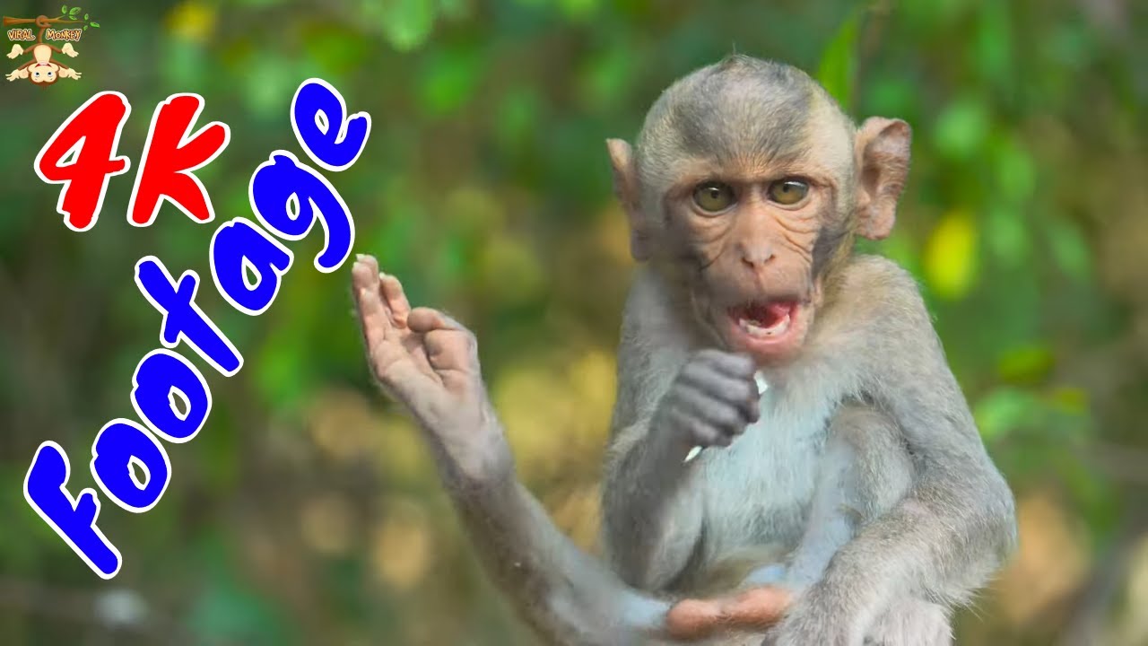 4K Quality Animal Footage - Monkeys Beautiful Scenes Episode 46 | Viral ...