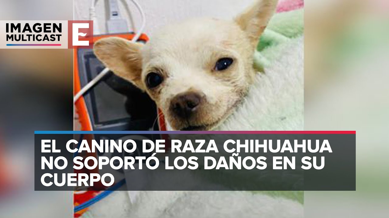 Murió Pinky, el perrito que salió herido por defender su hogar - YouTube