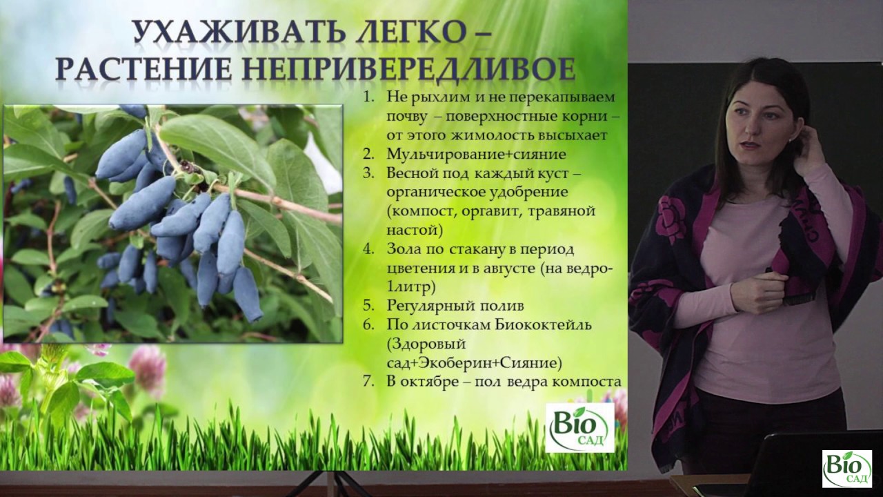 Ягодные кустарники - часть 1: Жимолость (семинар) - YouTube