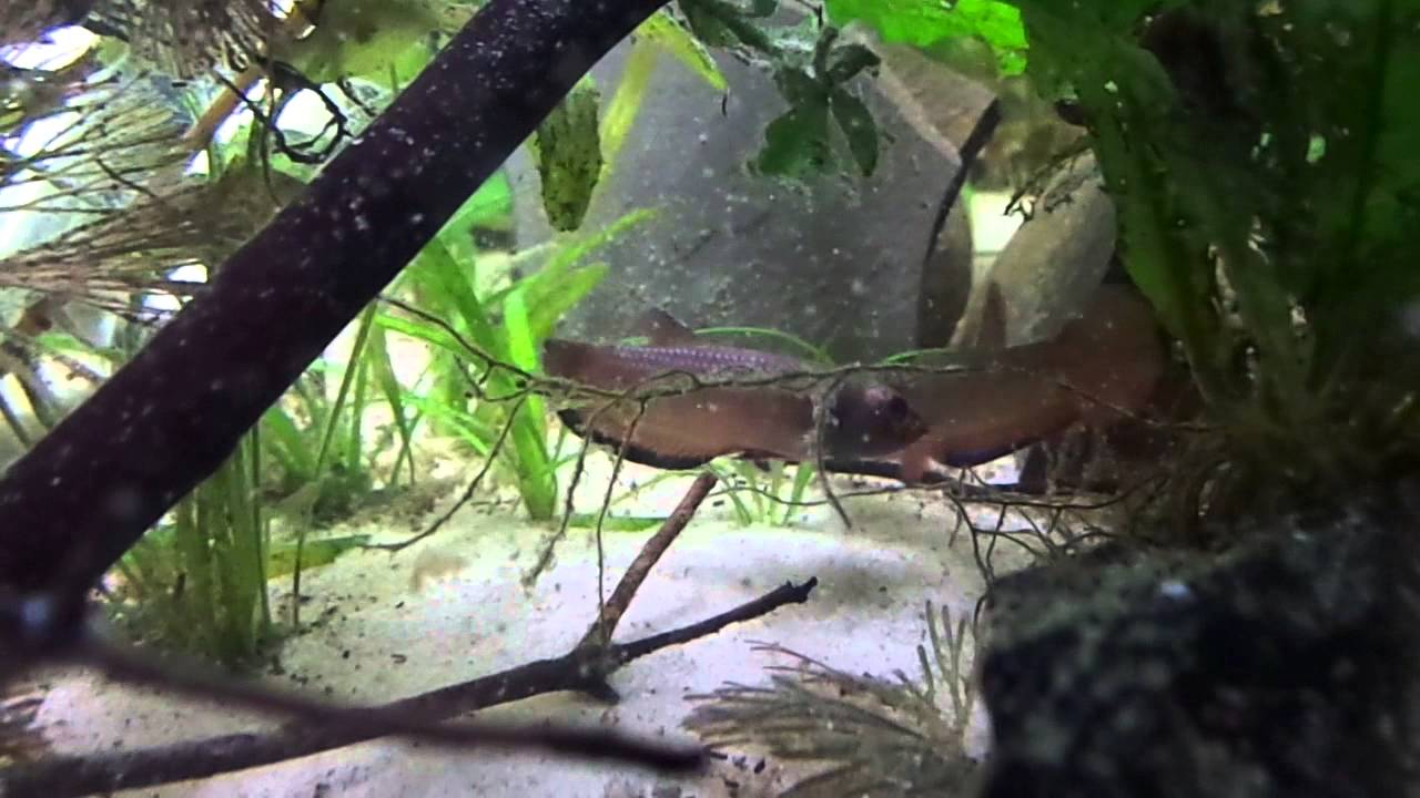 Betta Simplex 2 - YouTube