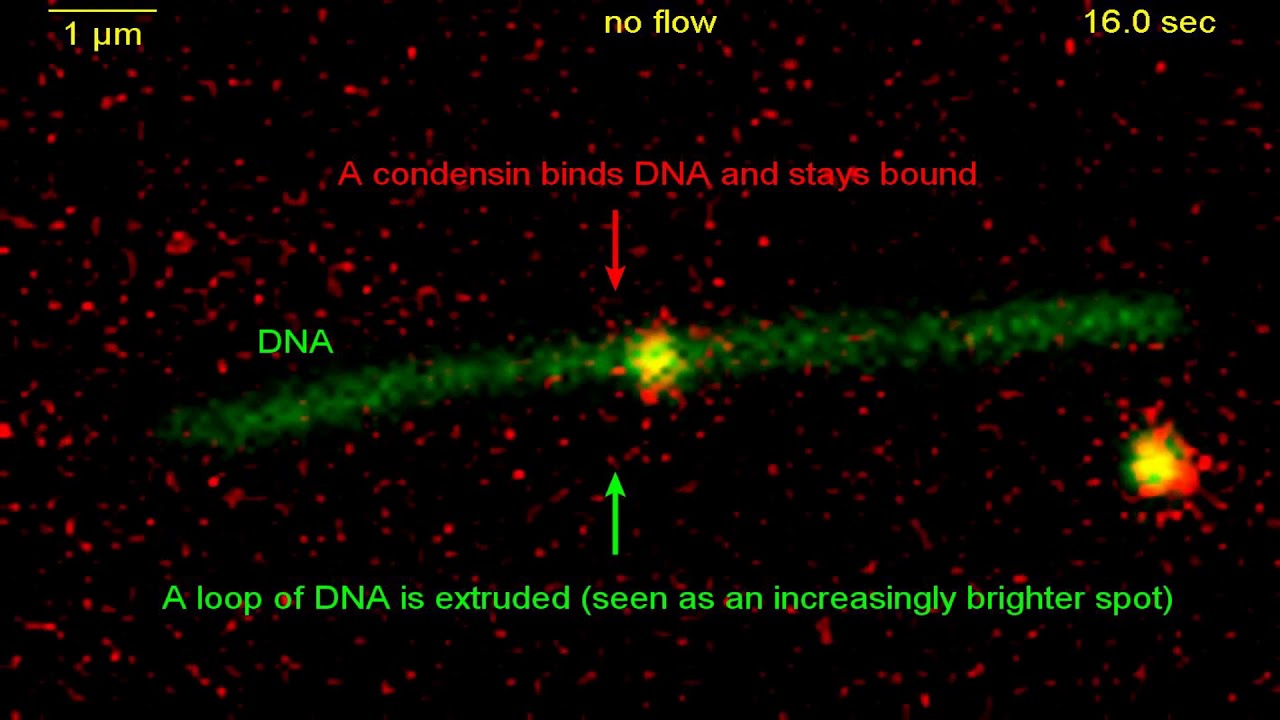 TU Delft - Condensin Loop Extrusion 5/5 - YouTube