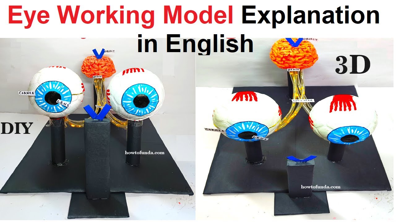 eye working model (3d) explanation in english - how image is formed in ...