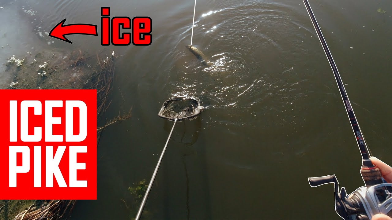 Pike fishing in ice cold water. 100 Big Pike Challenge. Part 20 - YouTube