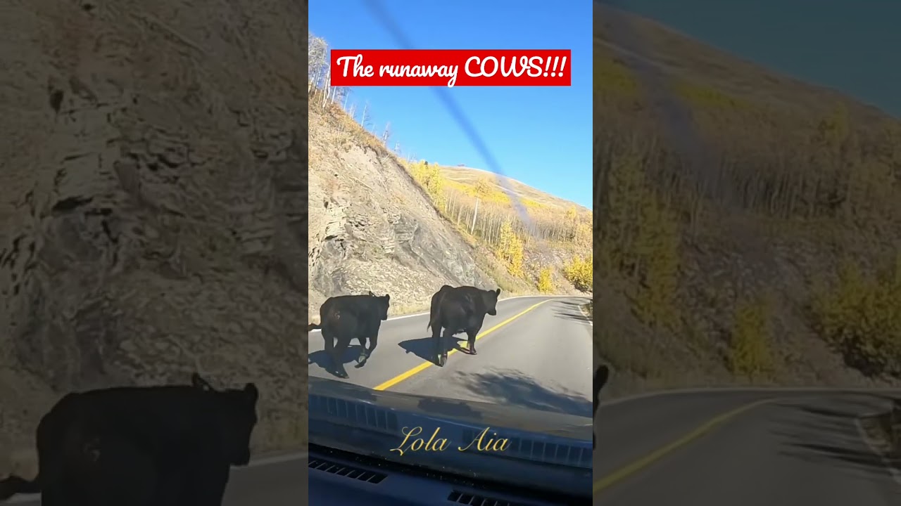 THE RUNAWAY COWS ️| Lola Aia #runaway #cows #kananaskis #alberta # ...