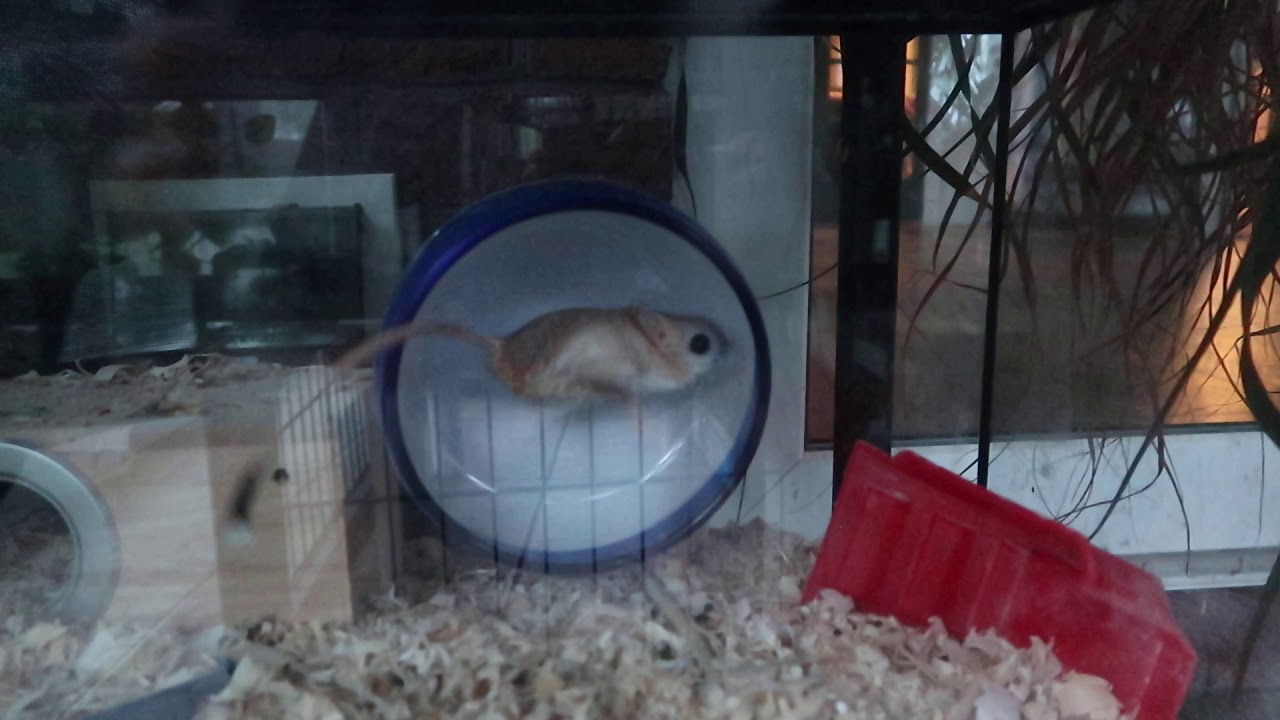 Jerboa Wheel Running with 2 Legs - YouTube