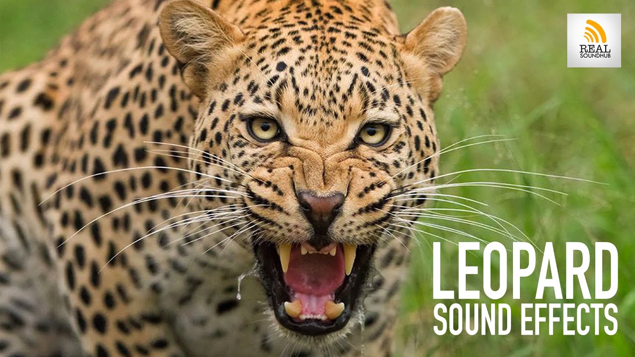 Leopard Snarl Sound Effects - YouTube