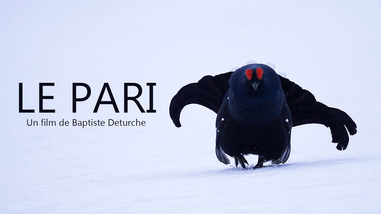 Le Pari_ Bande Annonce #1 - YouTube