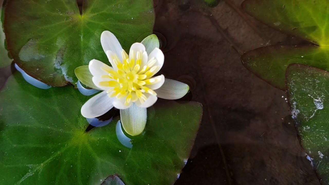 Нимфея Pygmaea Alba (Nymphaea Pygmaea Alba) - YouTube