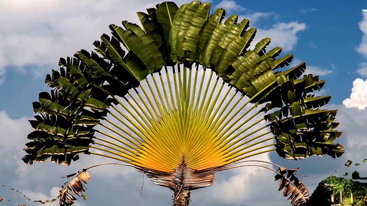 Wonderful Trees in the World (HD1080p) - YouTube