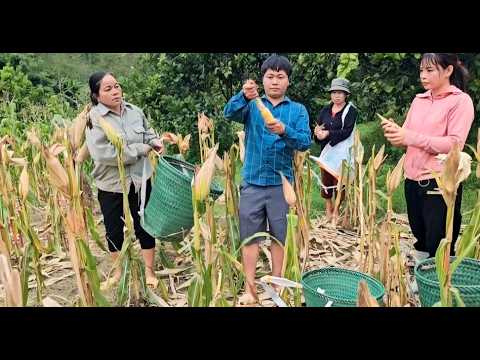 The entire Yen Chi family harvested the corn together. It was a bountiful harvest.