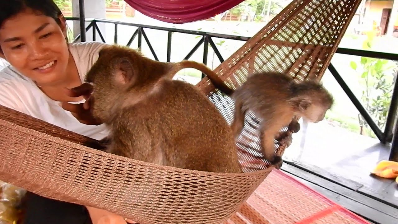 Abandoned Grandma Monkey is happy with Yoo and mom wing them on hammock ...