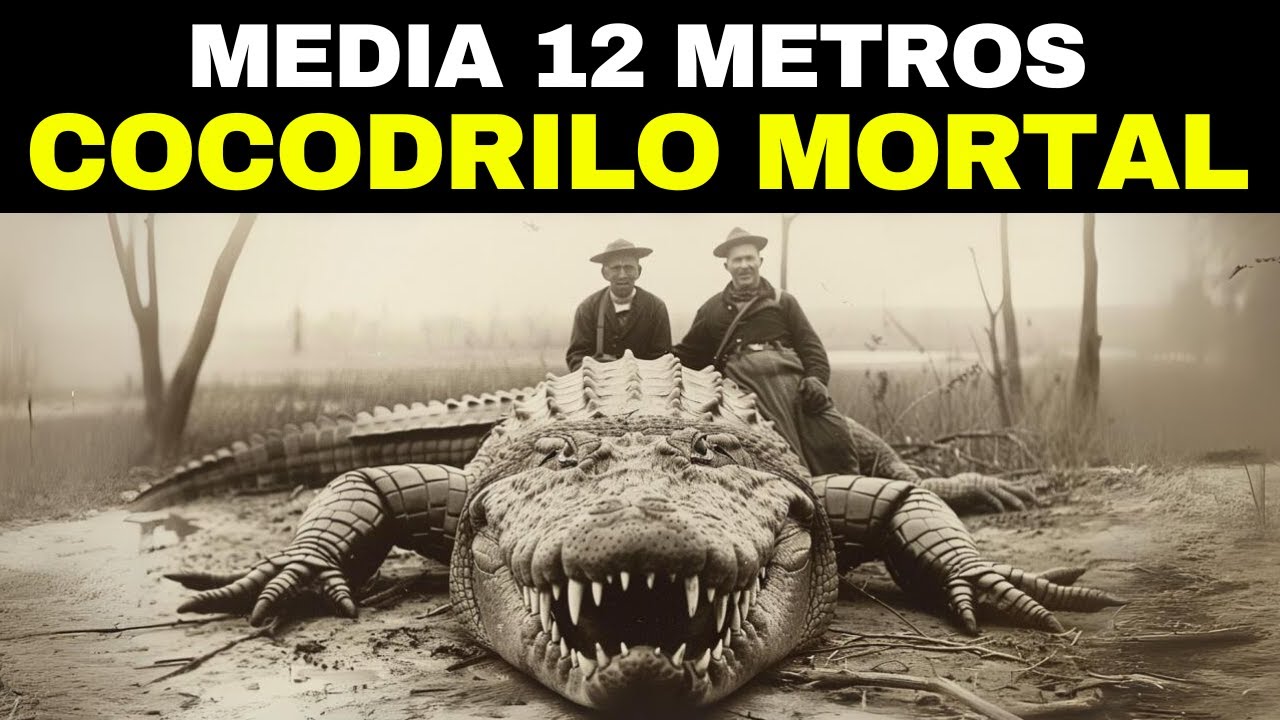 Increíbles Animales Gigantes Captados por Cámara - YouTube