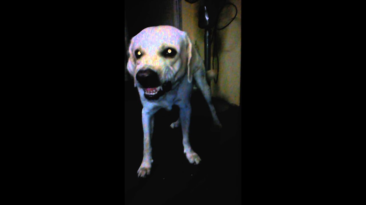 Angry Labrador retriever!!!!! - YouTube