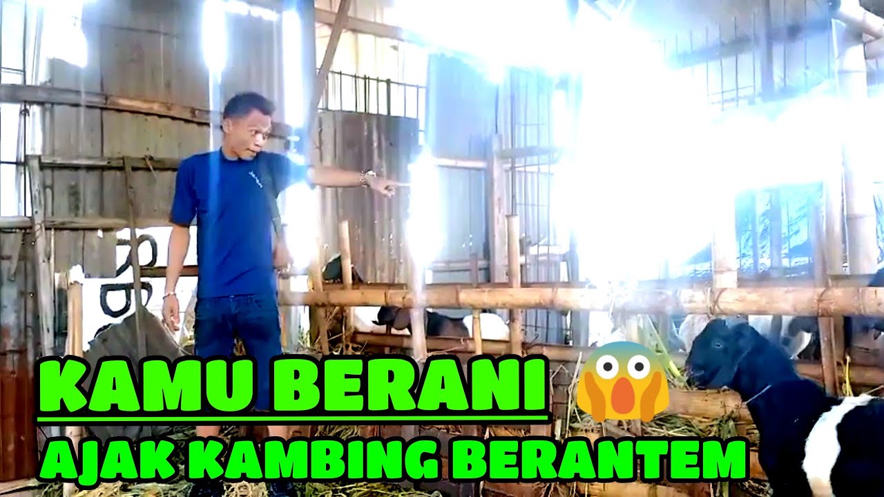 Pengusaha Kambing Keren dan Sukses || Kambing Embek-Embek - YouTube