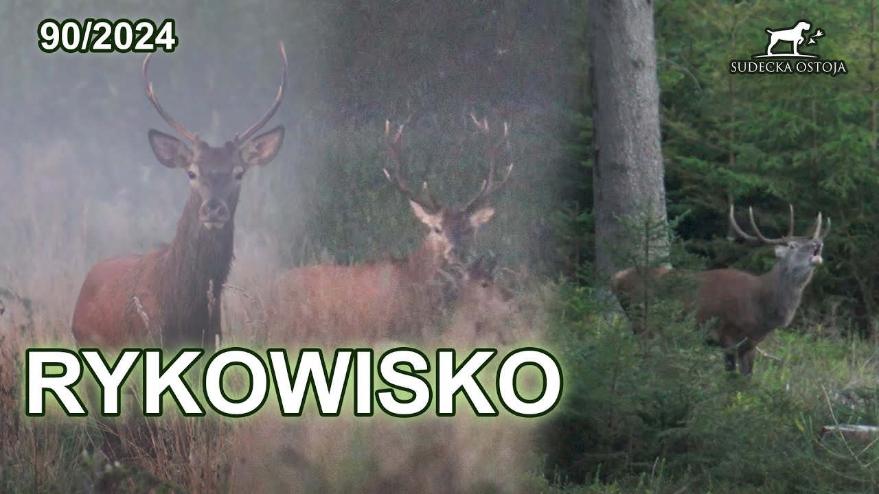 RYKOWISKO W SUDETACH 3 - SUDECKA OSTOJA 90/2024 RED STAG CALLING ...