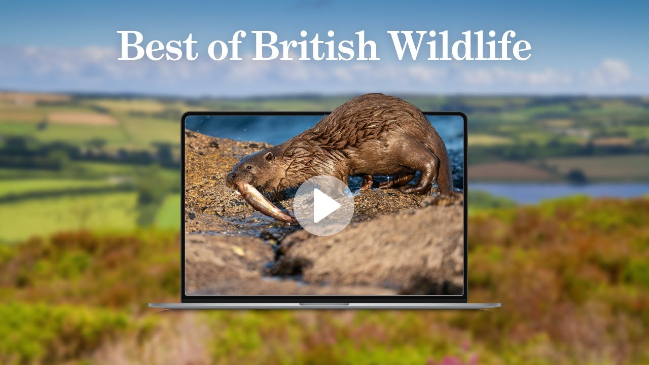 Discover British Wildlife with Mike Dilger - 30 January 2025 - YouTube