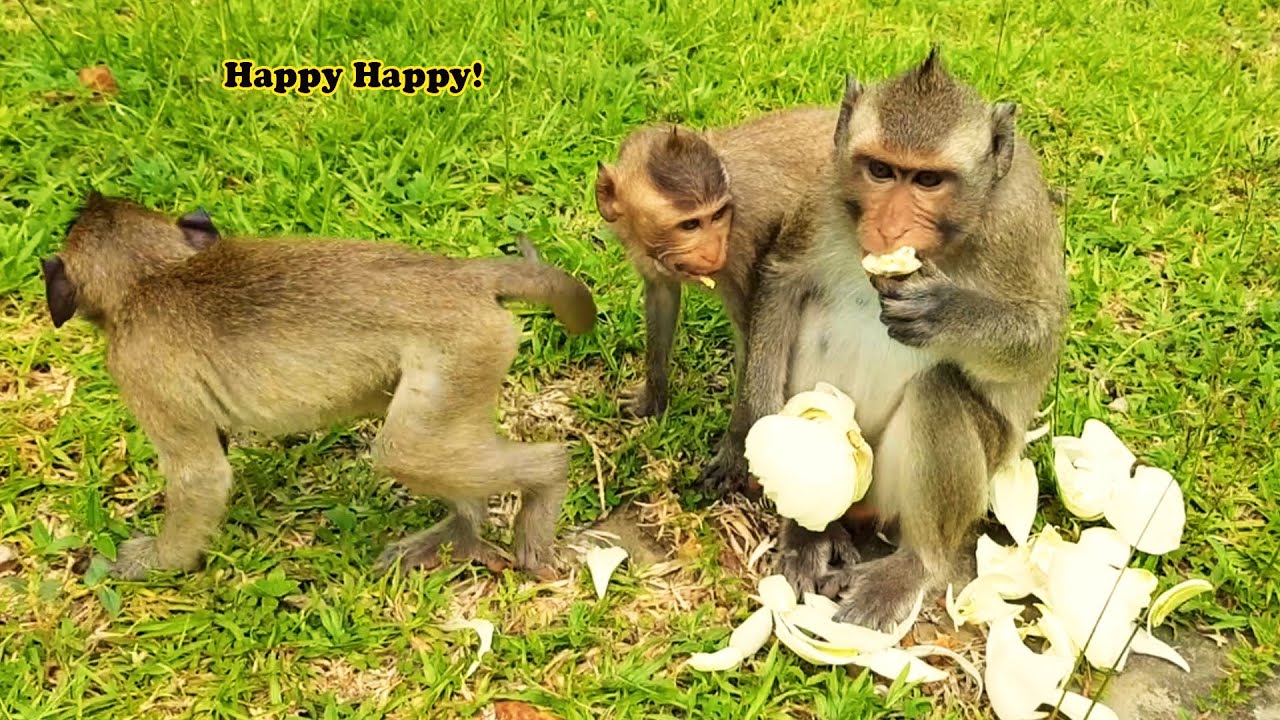Watch These Lovely Group of Monkeys Having Good Time Together! - YouTube
