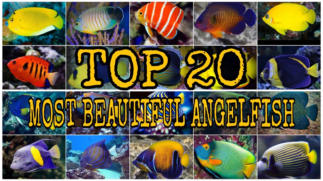 TOP 20 MOST BEAUTIFUL ANGELFISH - YouTube