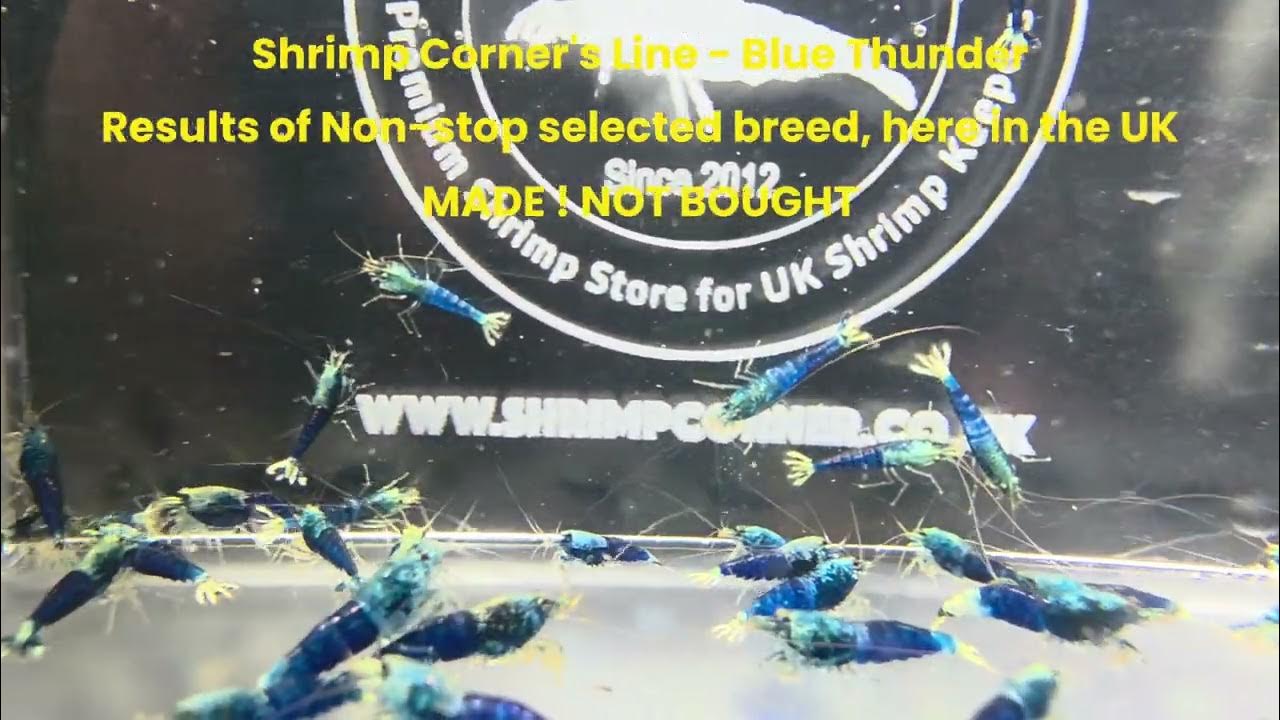Blue Thunder - Ocean Blue Shrimp @ Shrimp Corner UK - YouTube