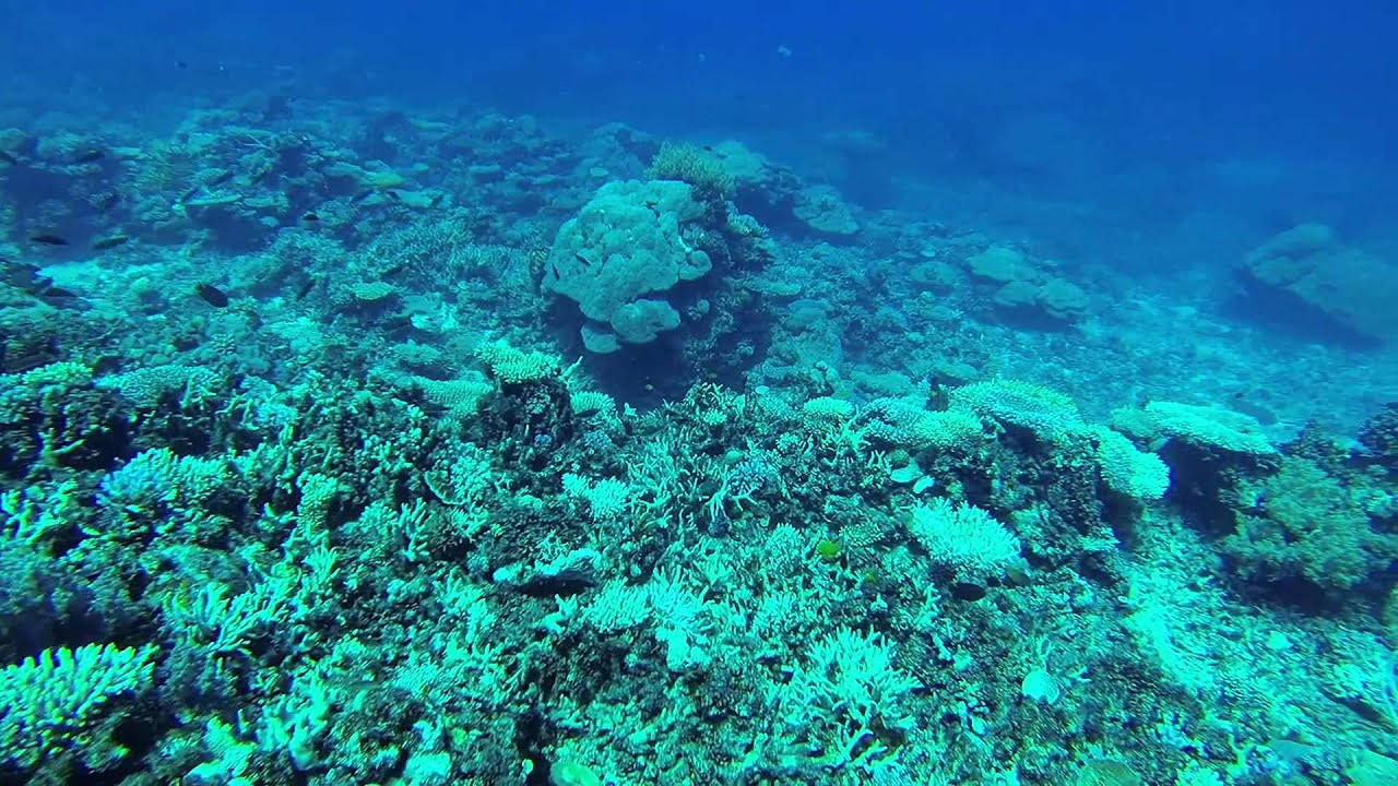 Great Barrier Lodestone Reef Dive 1 Go Pro HD - YouTube
