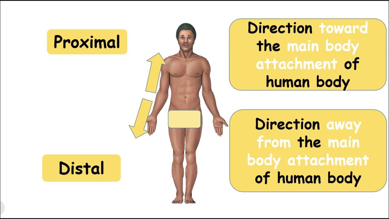 Proximal vs distal #term of direction #anatomy - YouTube