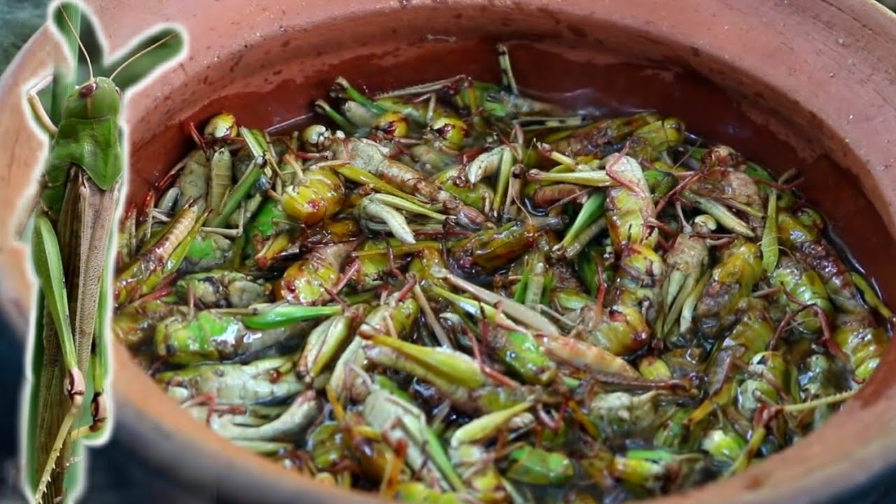 Yummy Cooking Grasshopper and Eat delicious_ Cooking Skill_ Amazing ...