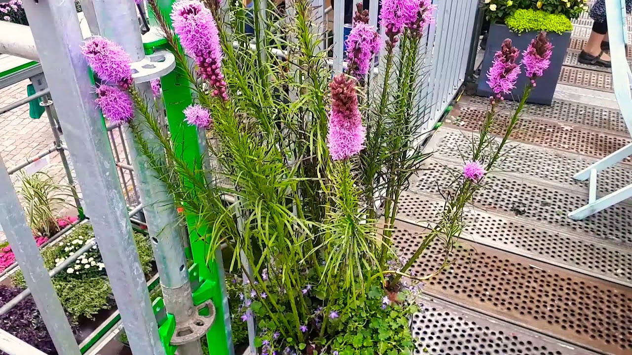 flower festival 2019 Odense Denmark - YouTube