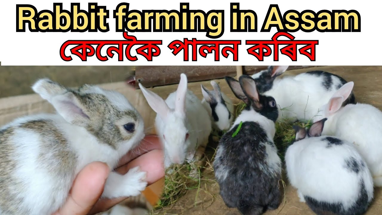 Rabbit farming in Assam // rabbit farming assamese - YouTube