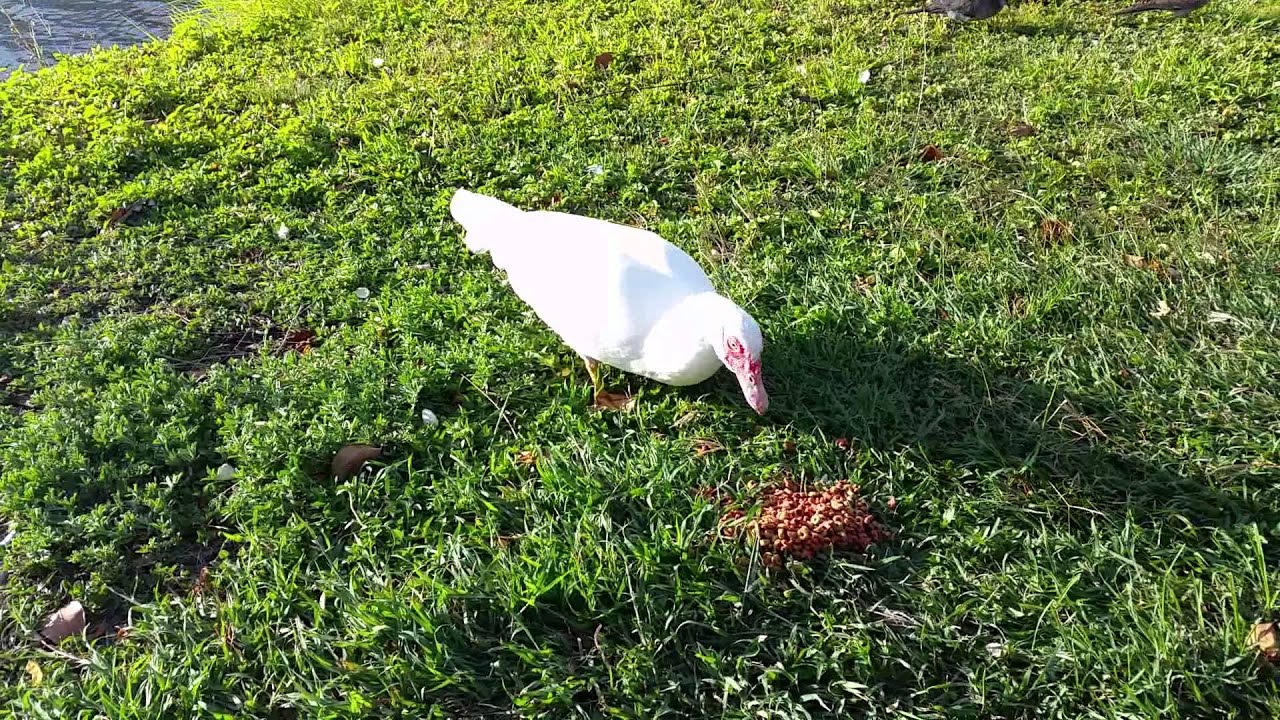 Cat food is good for Ducks - YouTube