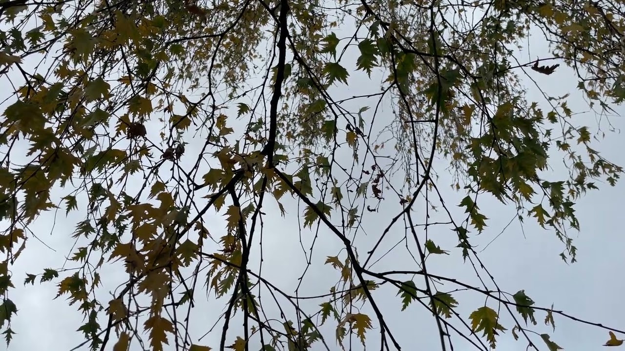 Ornäs birch (Swedish birch) - branches, twigs & leaves - October 2022 ...